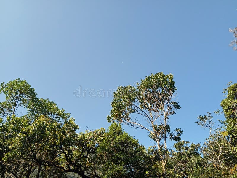 A Tall Tree in a Forest with a Spectacular Blue Sky Background Stock ...