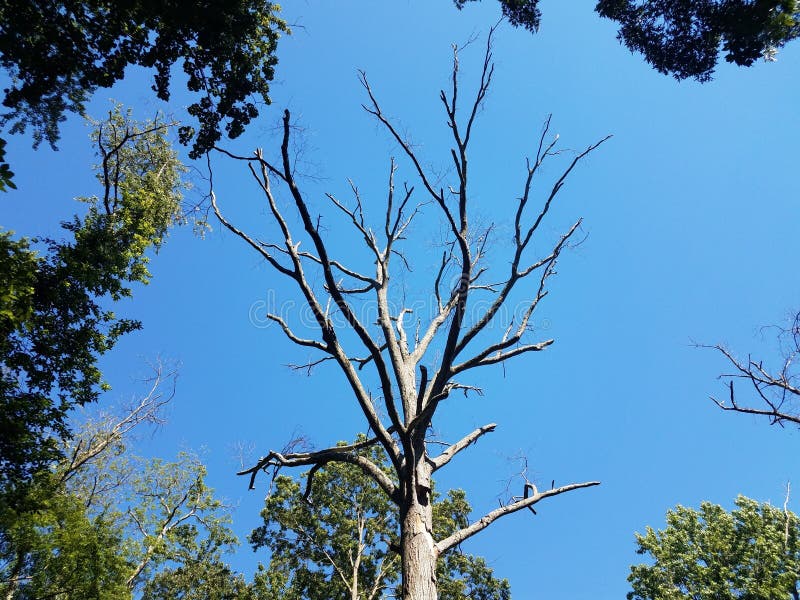Tall Tree in the Forst with No Leaves on Branches Stock Photo - Image ...
