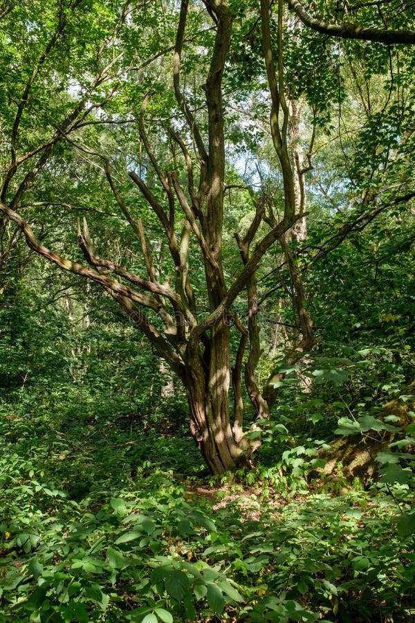 Tall Tree & the Eye at Guggenheim Museum Bilbao Editorial Stock Image ...