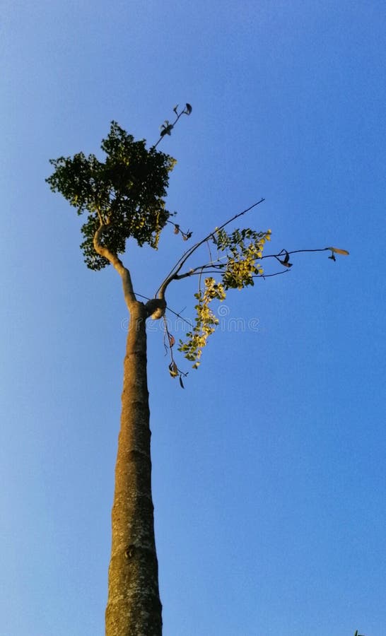 A tall tree at the garden stock photo. Image of tree - 156497322