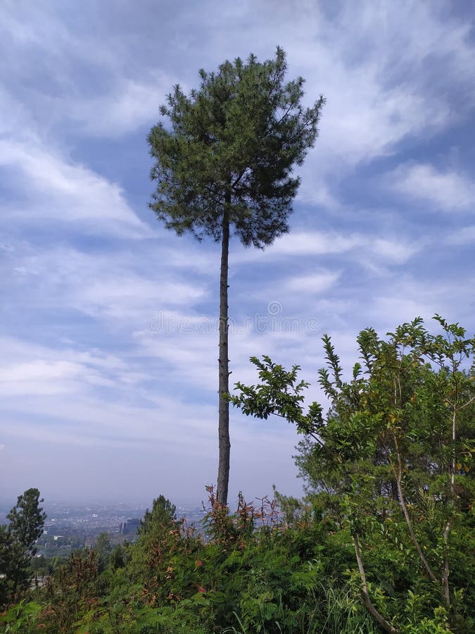 Tall tree stock image. Image of green, forest, tree - 342914677