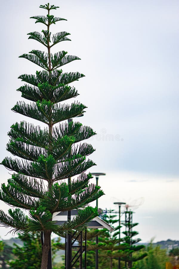 The pine trees stand tall stock photo. Image of green - 334060630