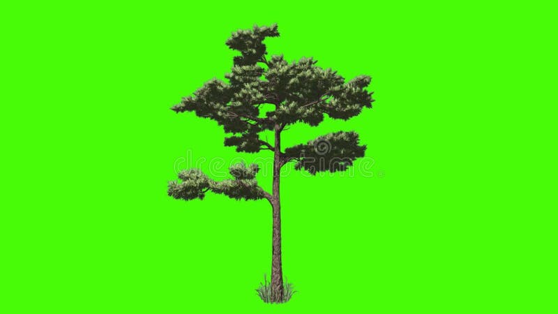 Tall Tree Green Screen Render Animation Stock Footage - Video of plant ...