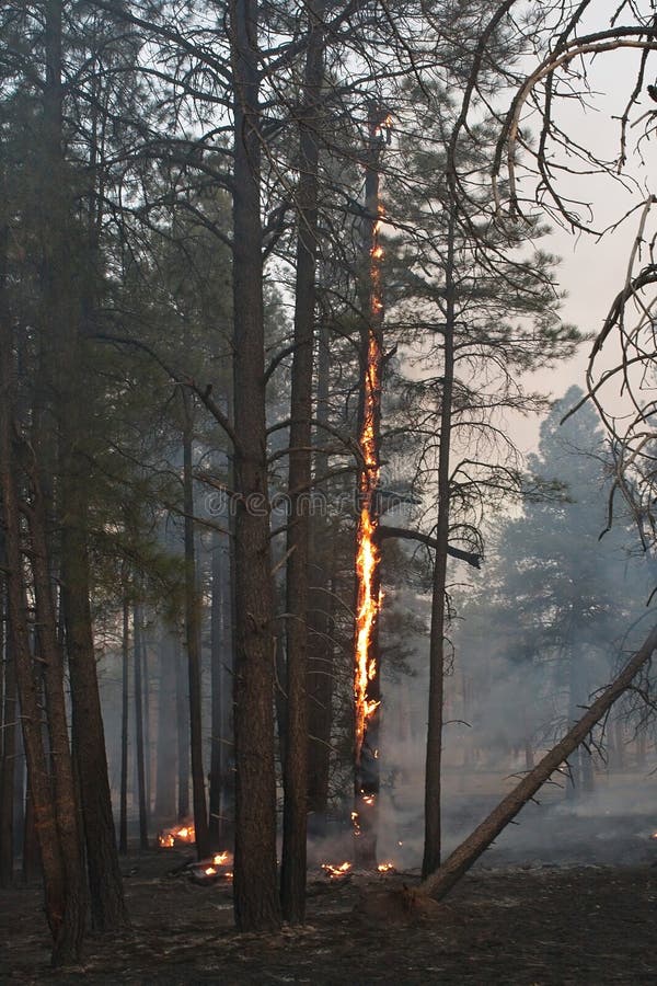 Tall Tree, and the Ground, on Fire in a Forest Fire Stock Photo - Image ...