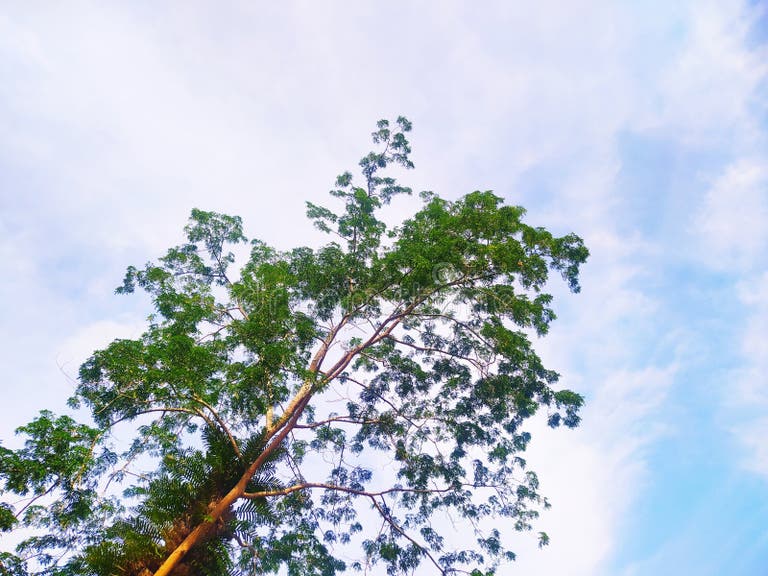 A Tall Tree Growing Crookedly. the Background is a Bright Light Blue ...