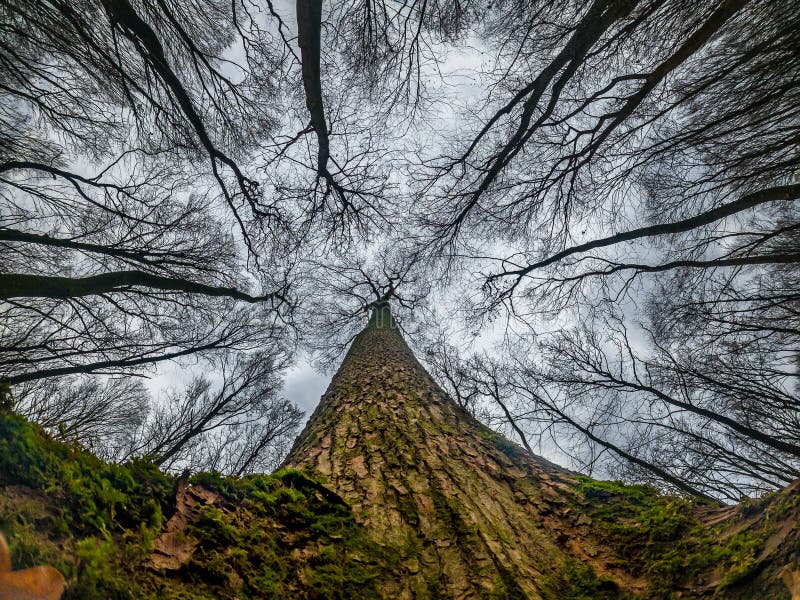 Tall Tree Growing in Sky. View from the Bottom Perspective. Moss Wraps ...