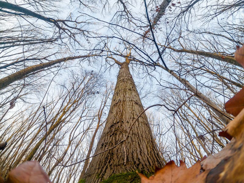 Tall Tree Growing in Sky. View from the Bottom Perspective. Moss Wraps ...
