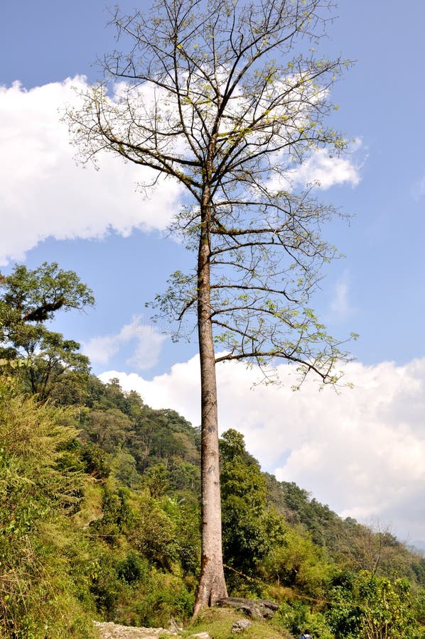 Tall Tree in the Himalayas stock image. Image of climber - 34692381
