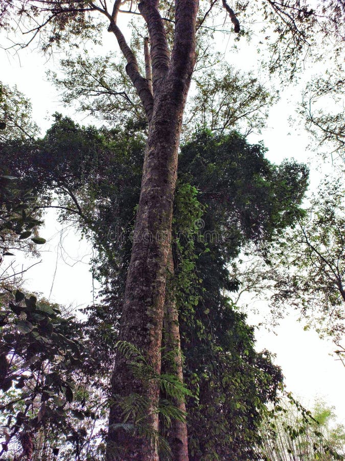 A Tall Tree with Intricate Branches Reaching Towards the Sky. Stock ...