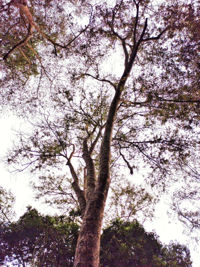 A Tall Tree with Intricate Branches Reaching Towards the Sky. Stock ...