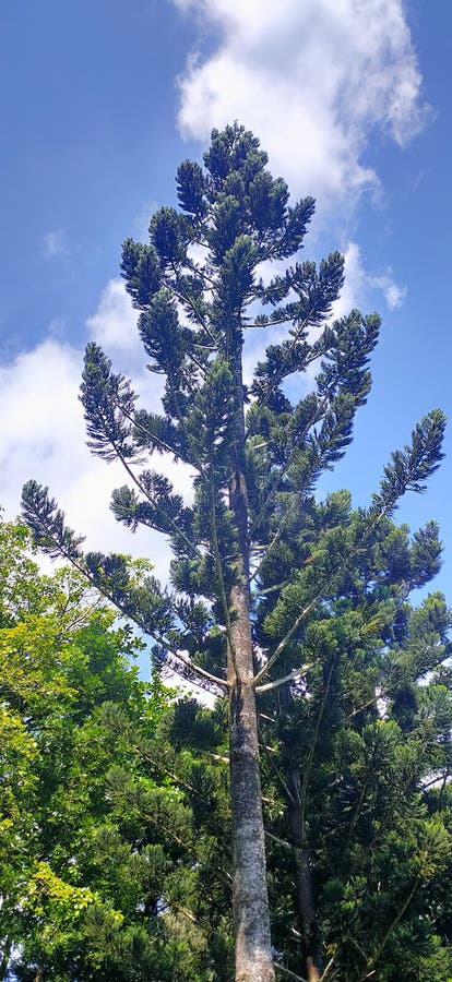 Tall tree in the jungle stock photo. Image of flower - 220978804