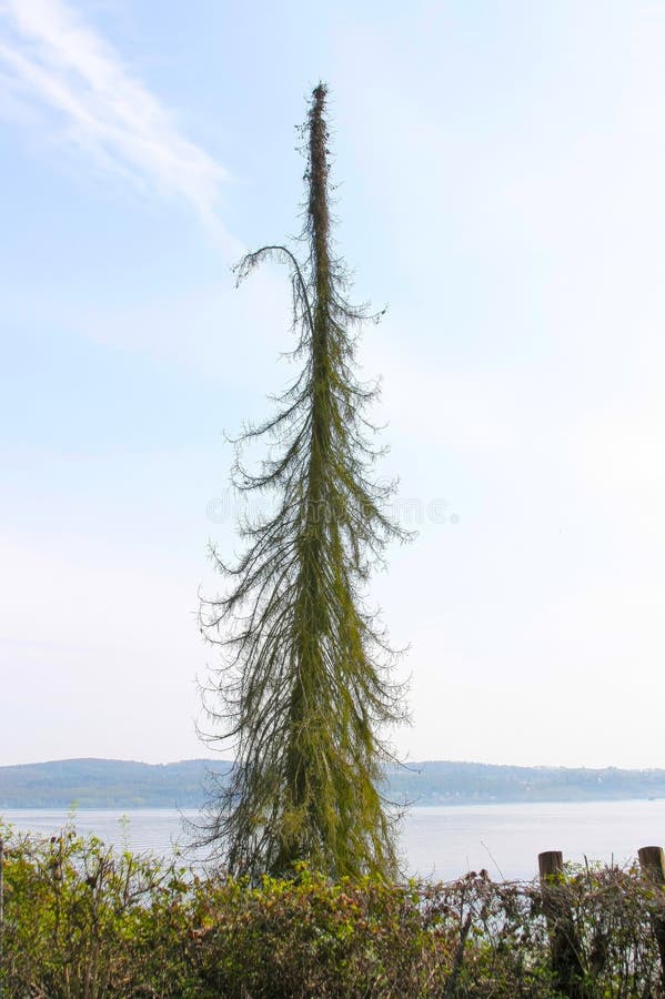 A Tall Tree by Lake Constance Stock Photo - Image of shape, atmosphere ...