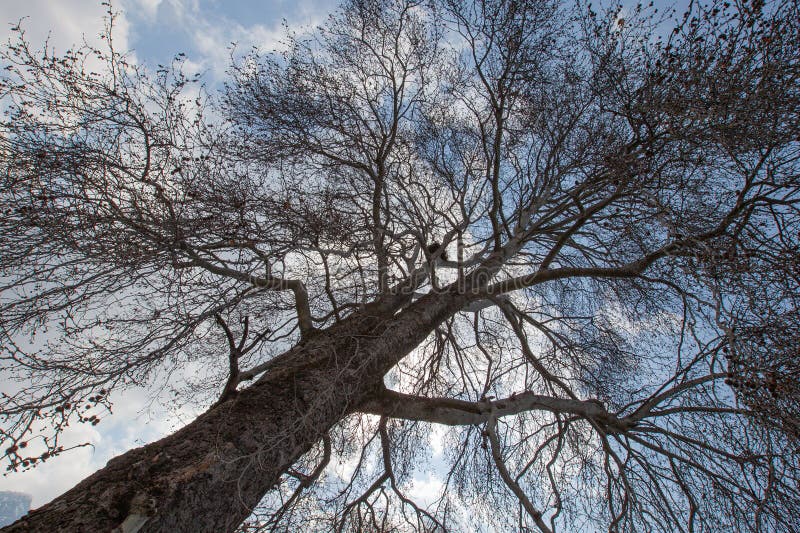 A Tall Tree with Large Branches Stock Photo - Image of sunlight ...