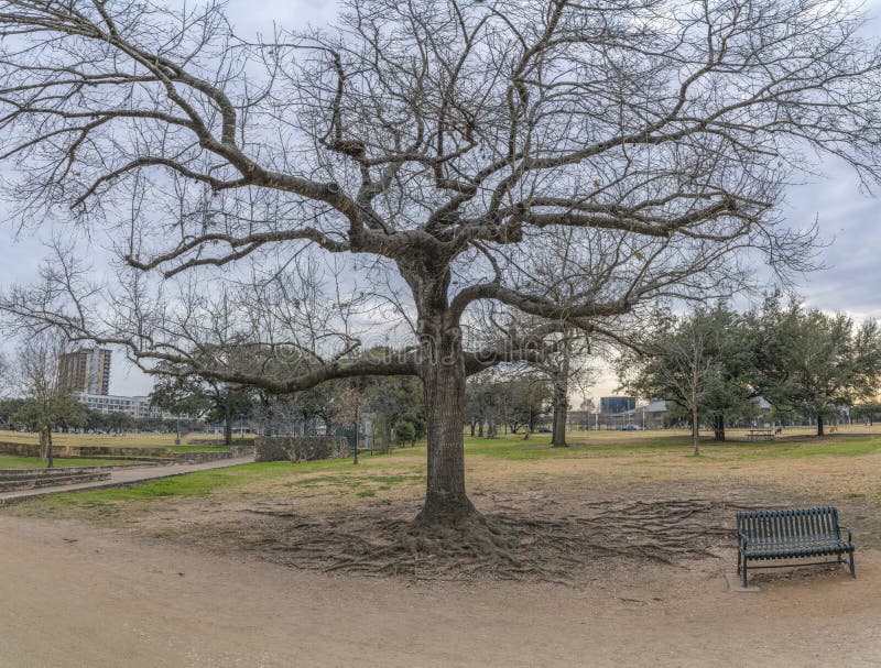 Tall Tree with Leafless Branches at a Park with Pathways and Bench for ...