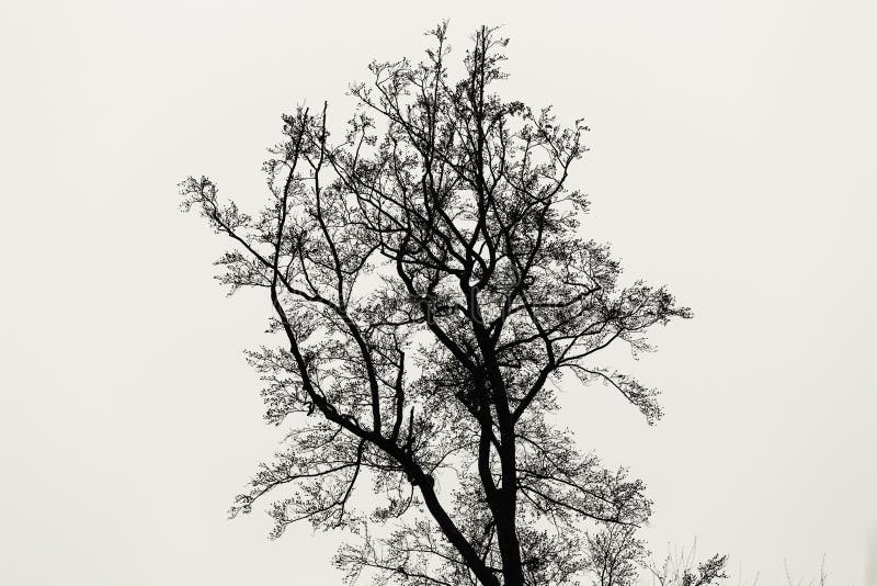 Tall Tree without Leaves Isolated on White Monochrome Background Stock ...