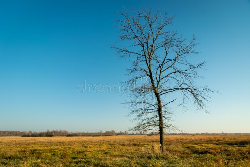 Tall Tree without Leaves in the Meadow Stock Photo - Image of leaf ...