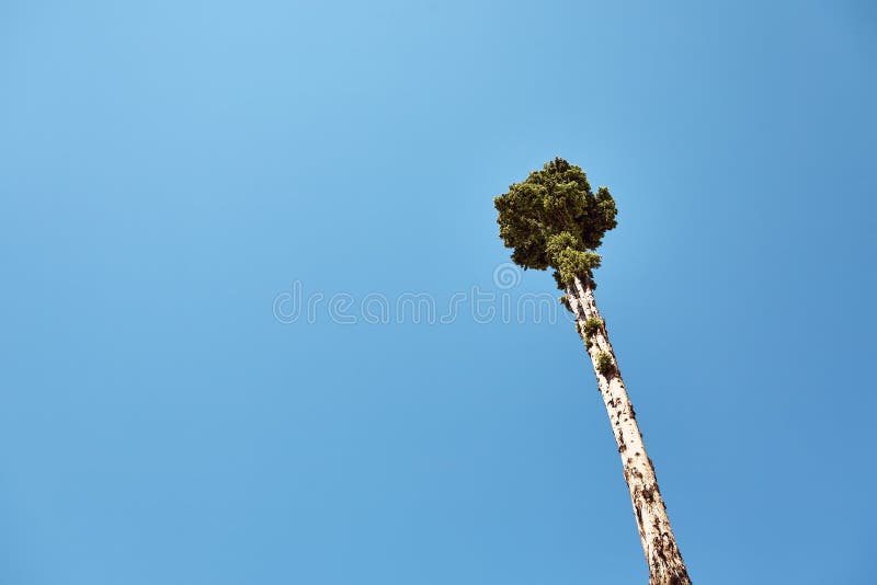 Tall Tree with a Long Trunk and Verdure on the Top. Stock Image - Image ...