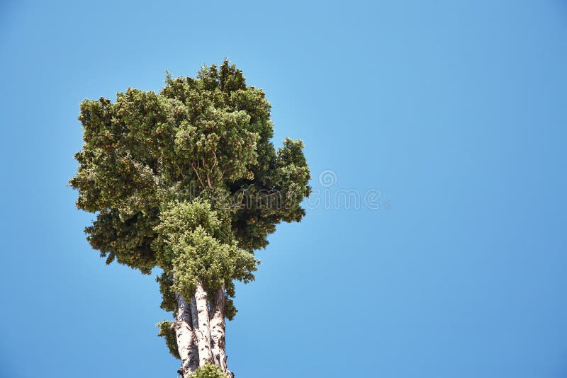 Tall Tree with a Long Trunk and Verdure on the Top. Stock Image - Image ...