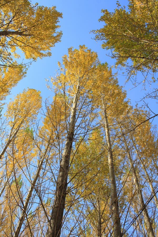 Tall tree stock photo. Image of autumn, multi, colored - 43519900