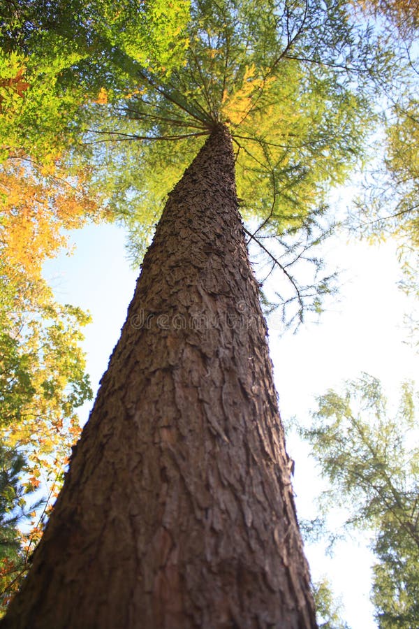 Tall tree stock photo. Image of tall, growth, foliagacopy - 46192886