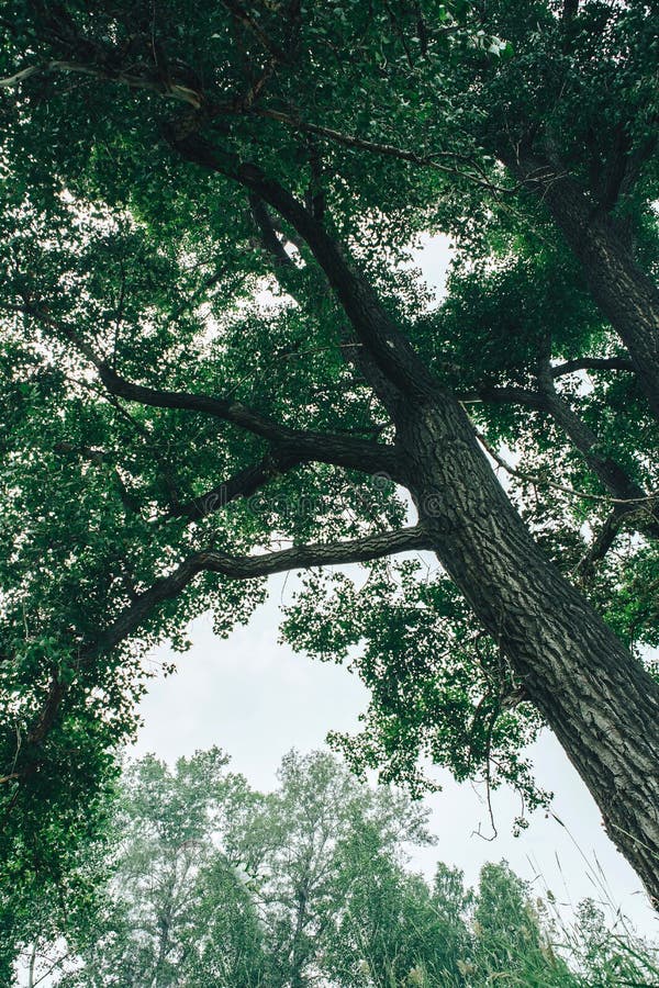 A Tall Tree with Lush Green Foliage Stock Photo - Image of foliage ...