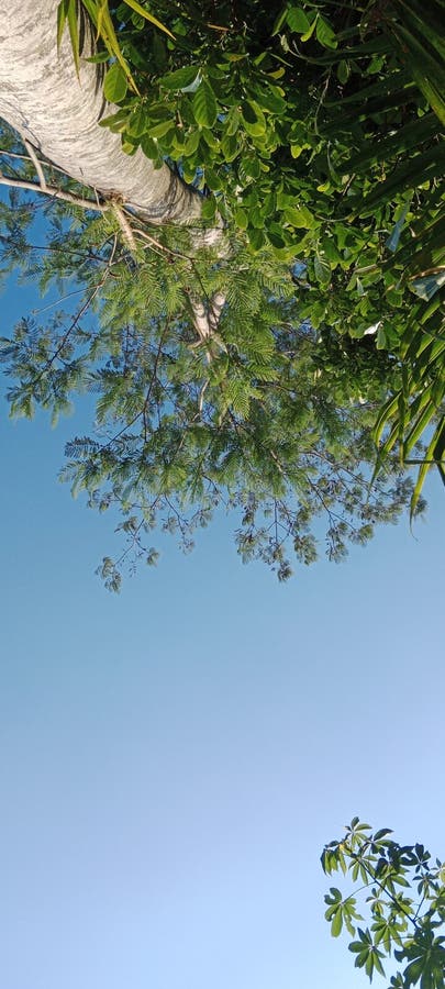 Tall Tree with Lush Leaves Seen from Below. Stock Image - Image of ...
