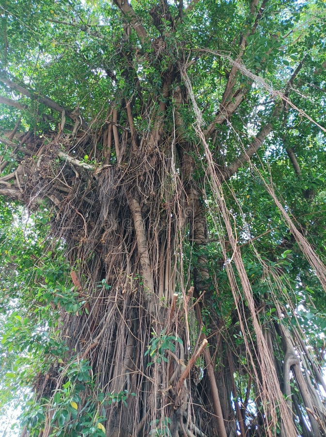Tall tree with lush leaves stock image. Image of green - 276550337