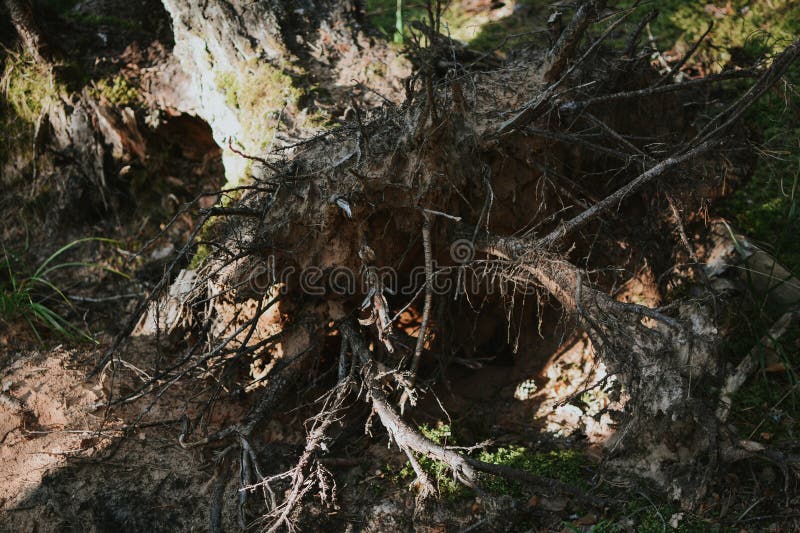 A Tall Tree Lying with Its Roots Pulled Out of the Ground in a Summer ...