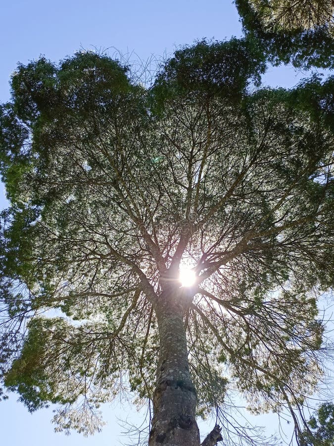 A Tall Tree in the Middle of the Ciwidey Tea Plantation on a Bright ...
