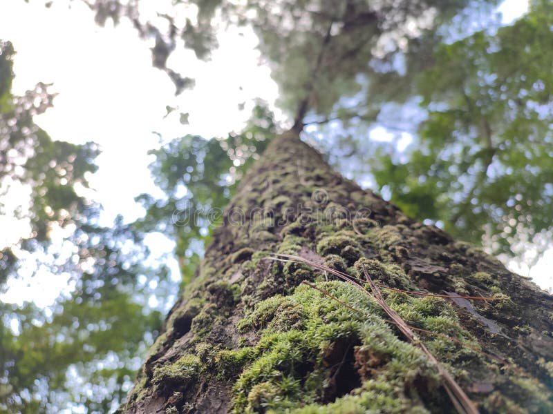 Tall Tree with Moss on Its Trunk. Stock Photo - Image of trunk, soil ...