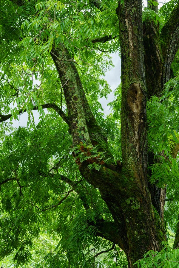 A Tall Tree on the Mountain Stock Image - Image of tall, nature: 268137055