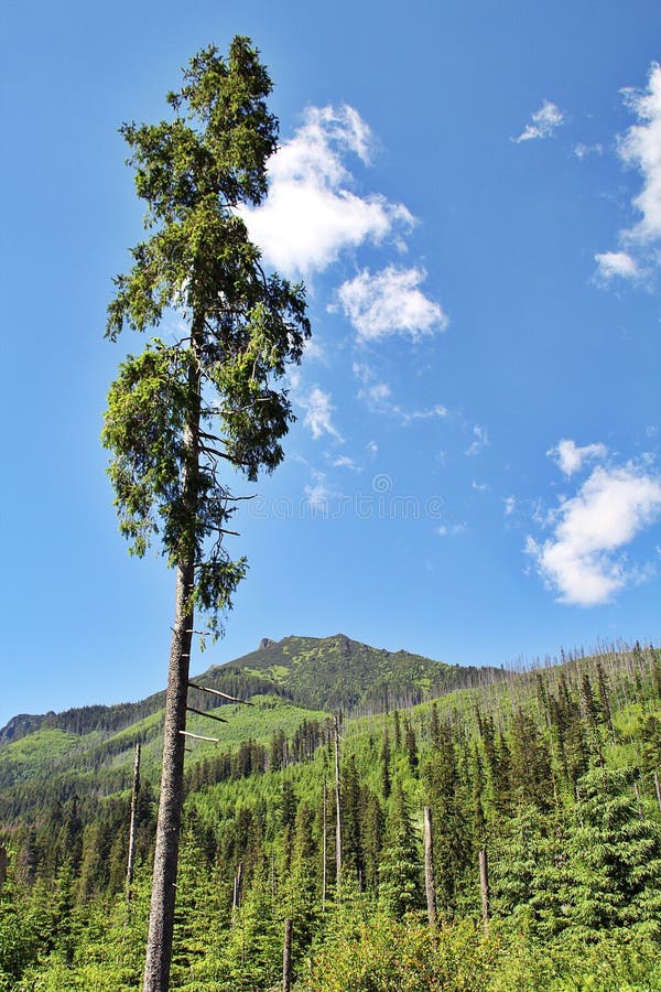 Tall Tree in the Mountains, Christmas Tree Against the Background of ...
