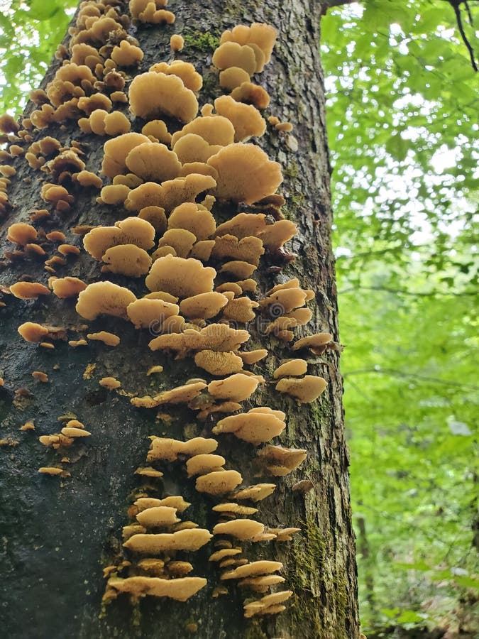 Tall Tree with Mushrooms Growing in the Forest during Hiking Stock ...