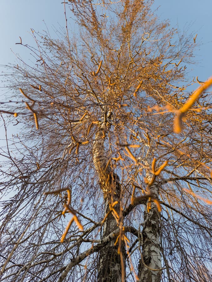 A Tree with No Leaves and Branches Stock Photo - Image of sketch ...