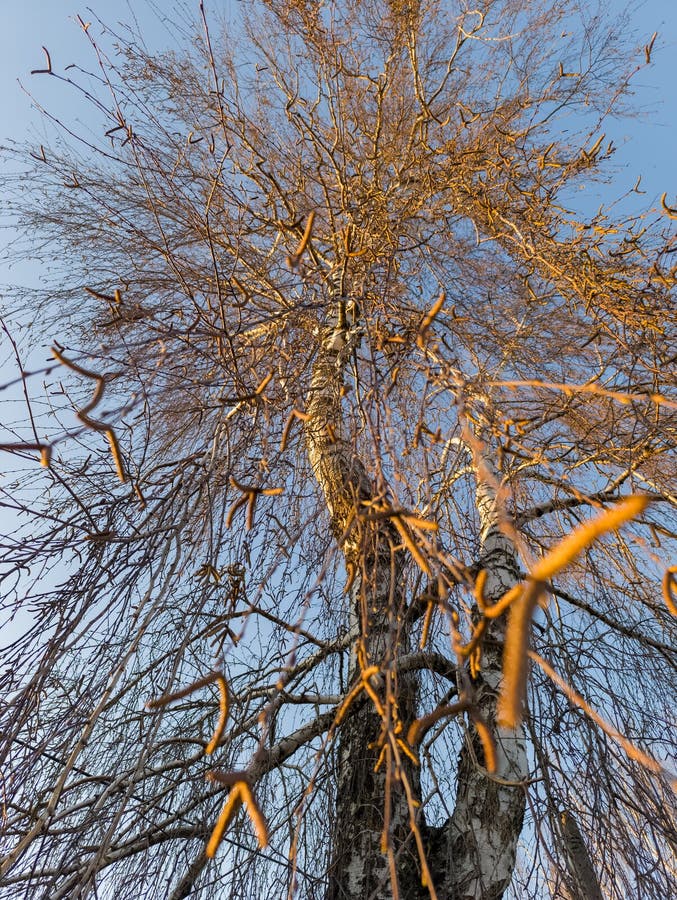 A Tree with No Leaves and Branches Stock Photo - Image of sketch ...