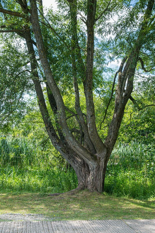 Tall Tree with Branches and Rough Brown Bark Surrounded with Green ...