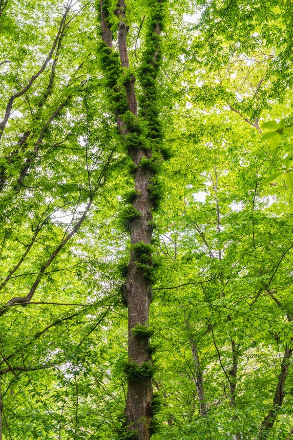 Tall Tree Overgrown with Green Liana in Jungle Stock Image - Image of ...