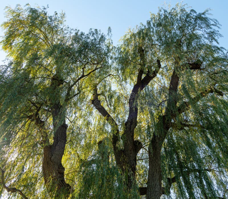 Tall Tree in the Park with Blue Sky, Thick Branches Stock Image - Image ...