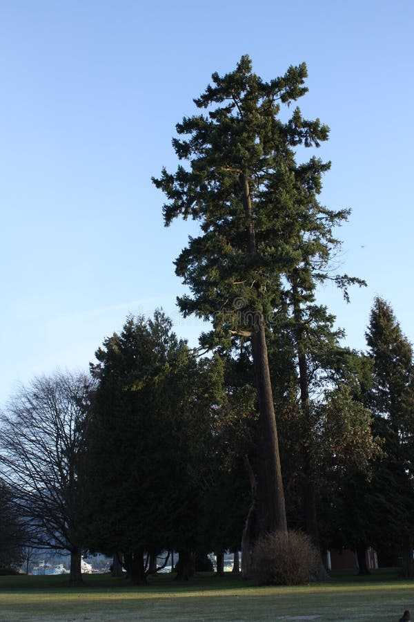 Tall Tree in a Park Nature Blue Sky Stock Image - Image of gold ...