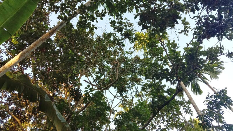 Tall Tree, Photographed from Below Stock Photo - Image of tall ...