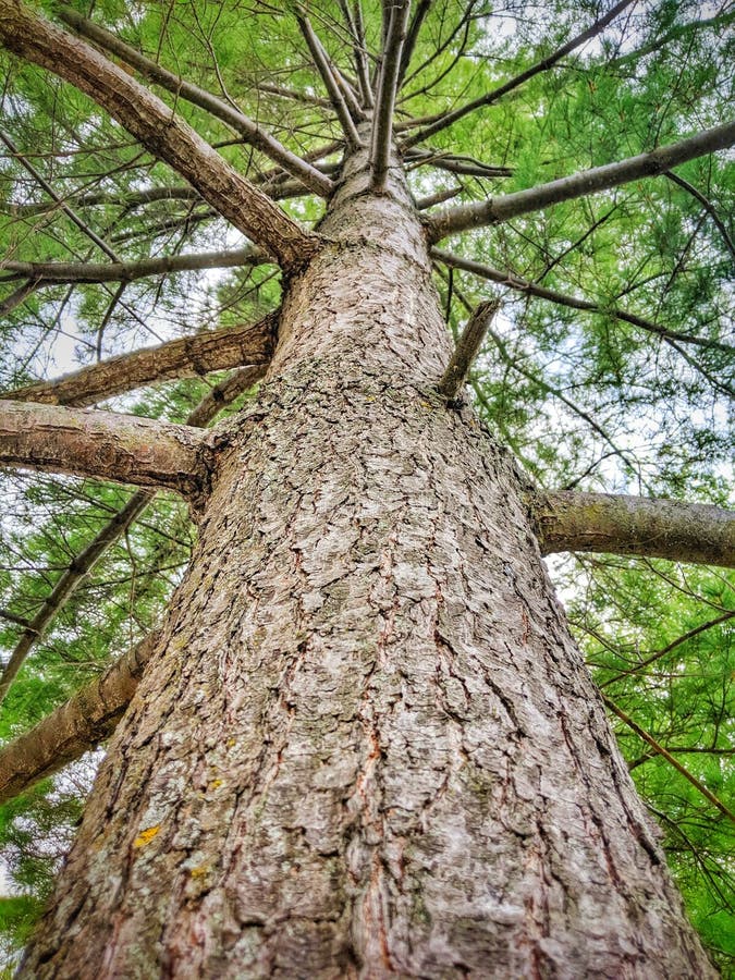Tall Tree Pointing Towards the Heavens Stock Image - Image of tree ...