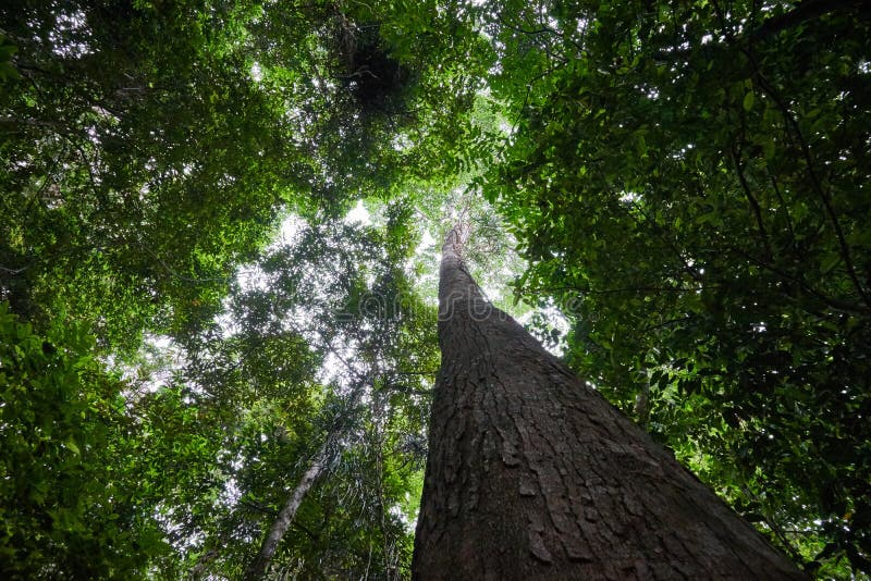 A Tall Tree in a Rainforest Stock Image - Image of deciduous, green ...