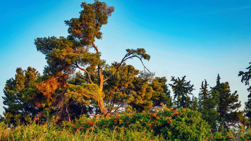 Tall Tree with a Raise of the Sunset Stock Photo - Image of nature ...