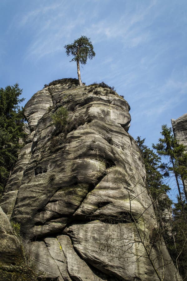 Tree Rising from Ancient Rocks in Forests Stock Photo - Image of shape ...