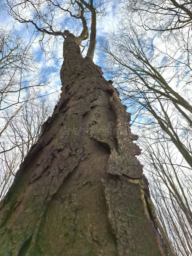 Tall Tree with Rough Peeling Bark Reaching Towards a Cloudy Sky Stock ...