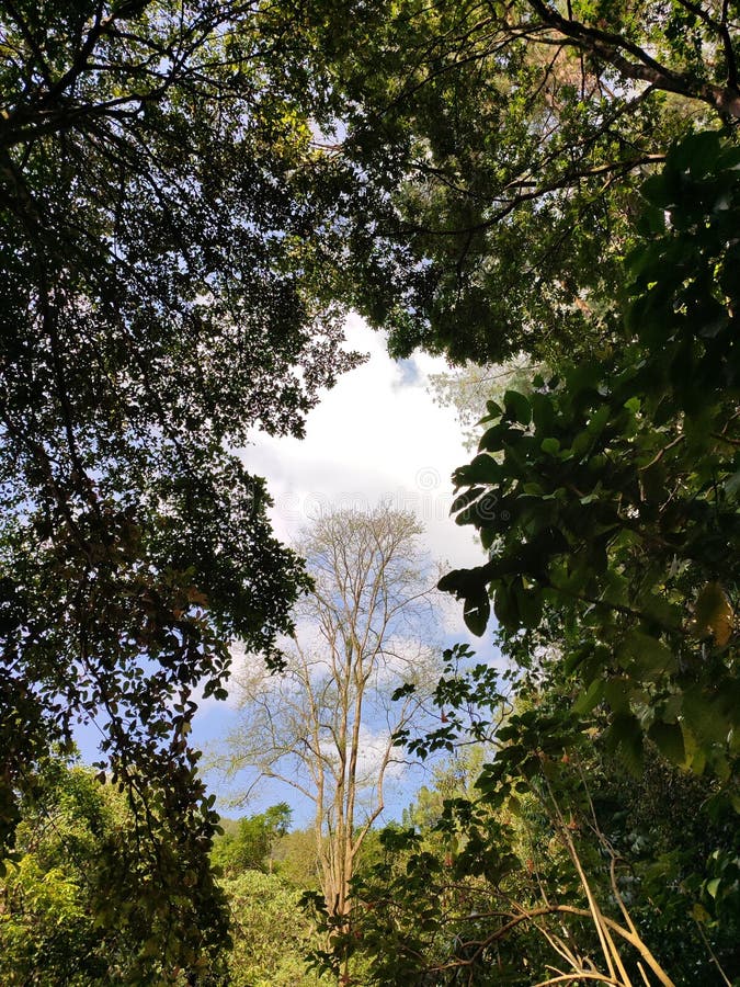A Tall Tree among the Shady Trees Stock Photo - Image of nature, grass ...
