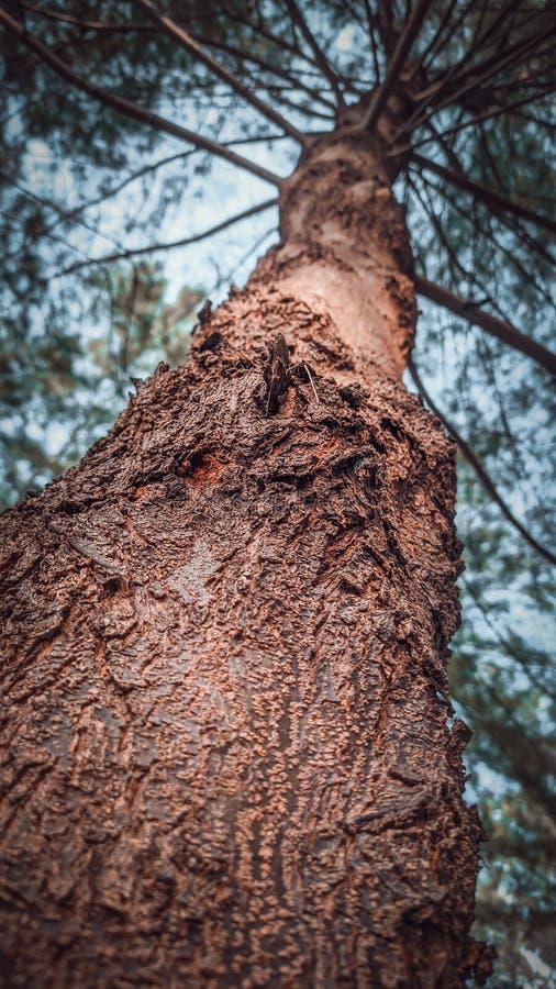 A Tall Tree Shot from Under with Many Branches Stock Image - Image of ...