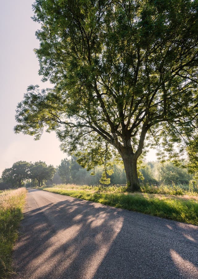 Tall Tree at the Side of the Road in Backlit Stock Photo - Image of ...