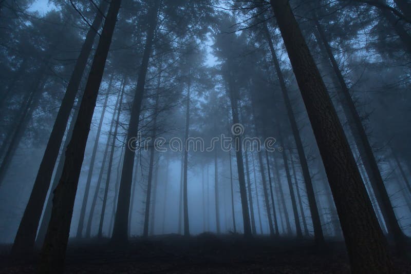 Tree Silhouettes in a Dark Misty Forest Stock Photo - Image of ...