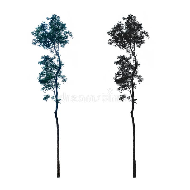 Tall Tree and Silhouettes Tall Tree Isolated on a White Background ...